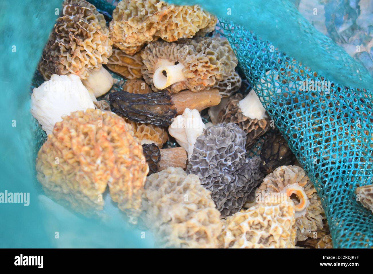 A mesh sack full of morel mushrooms, gathered in the Mark Twain ...