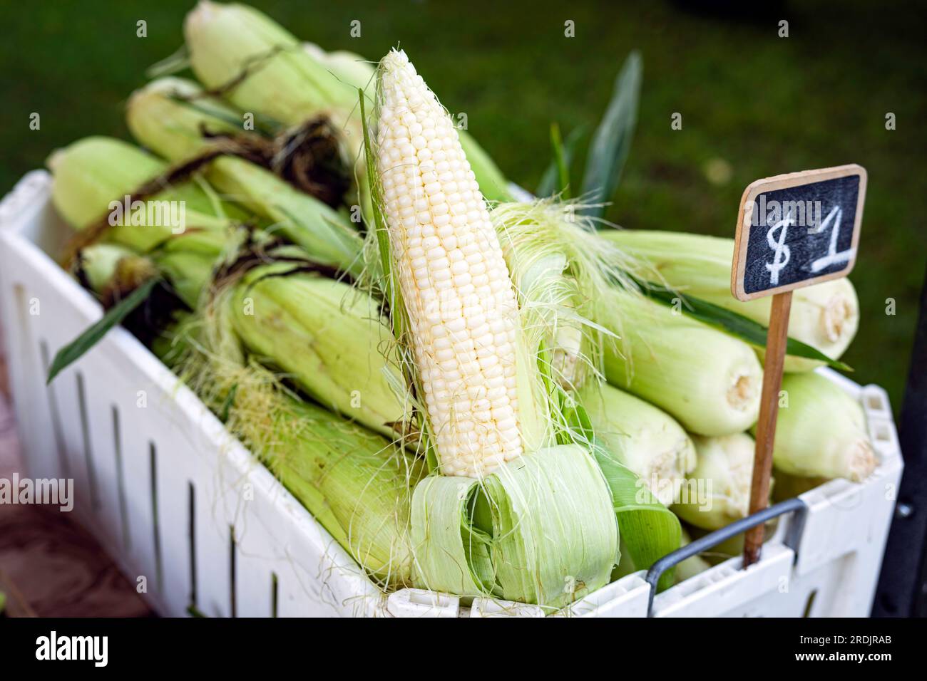Ears of sweet corn for sale at a farmers market in the summertime Stock ...