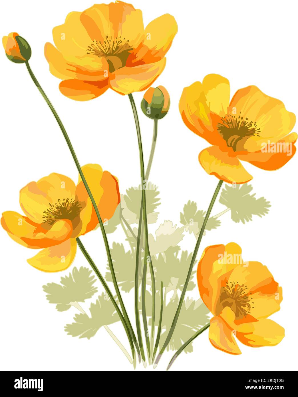 Poppies isolated. Watercolor orange flowers with green stem and leaves ...