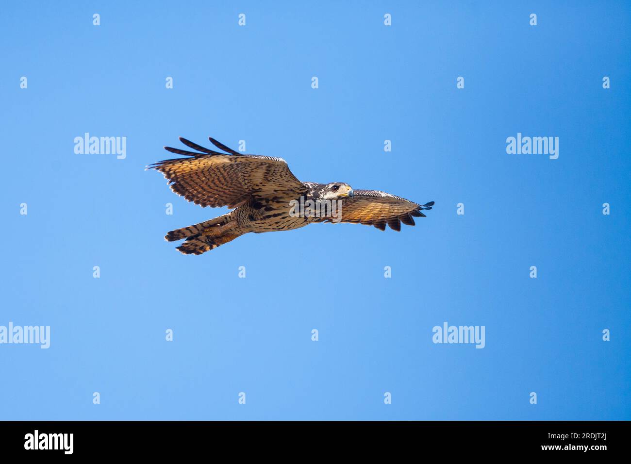 Immature common black hawk, Buteogallus anthracinus, at Coiba Island ...