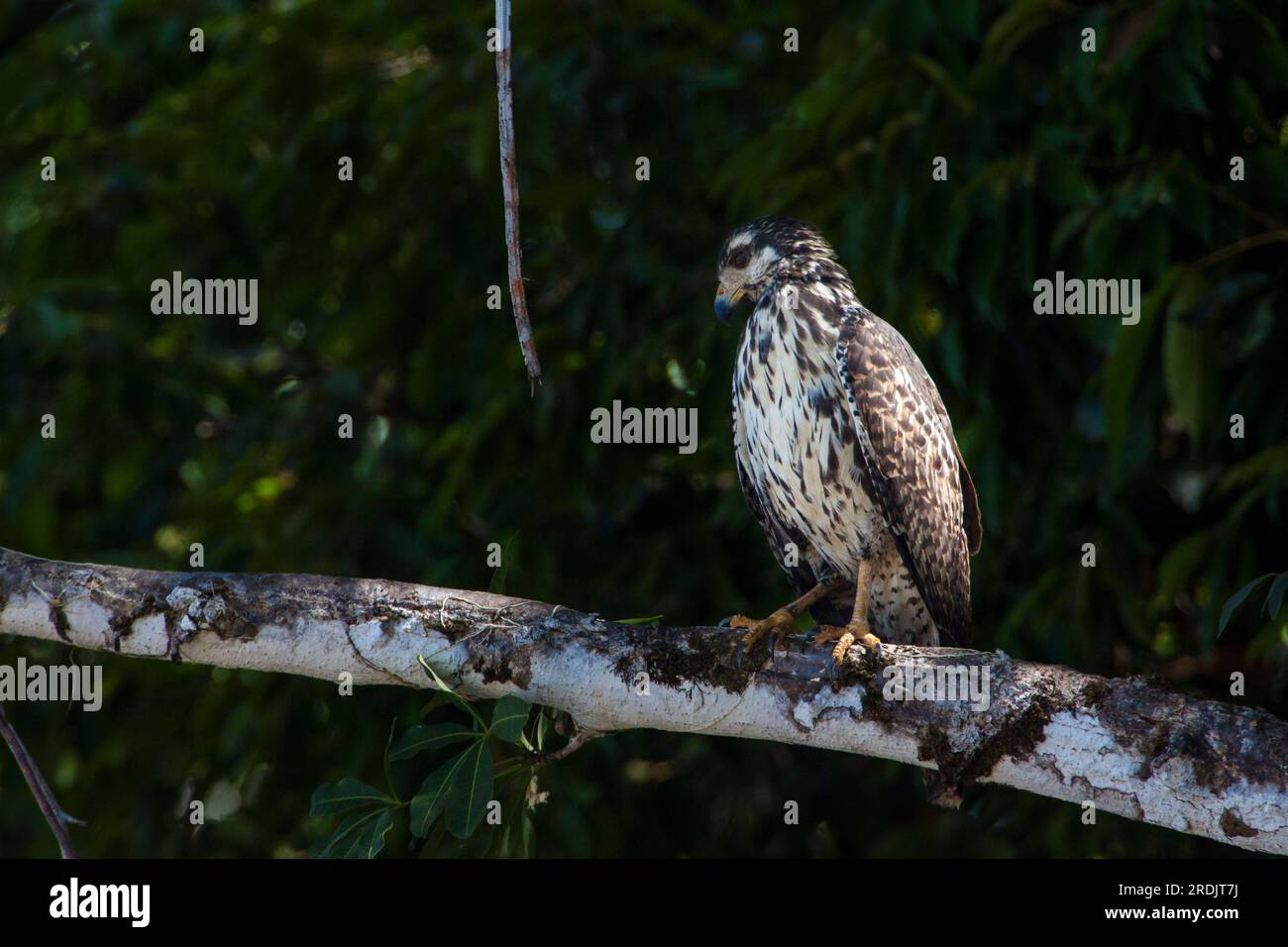 Immature common black hawk, Buteogallus anthracinus, at Coiba Island ...