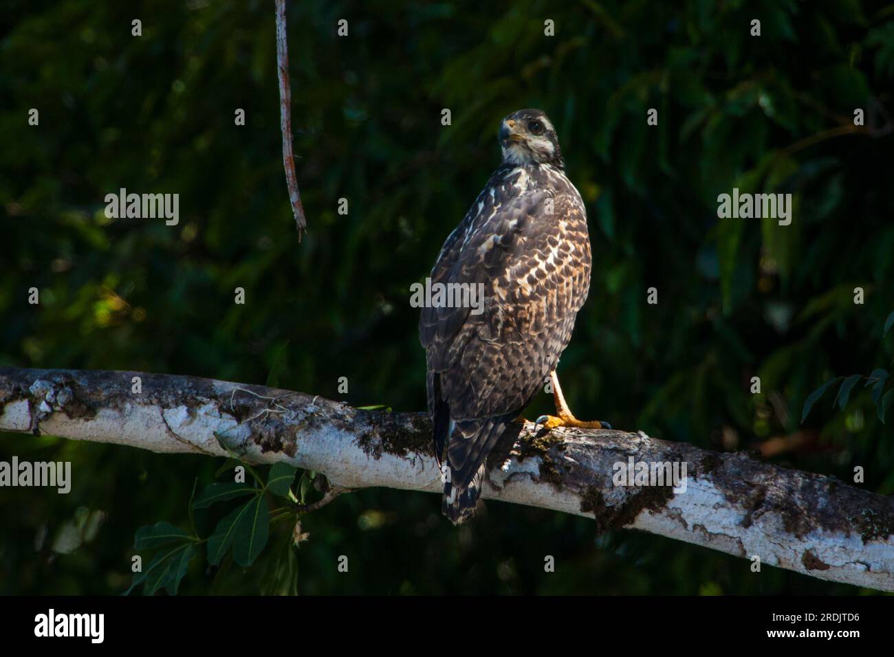 Immature common black hawk, Buteogallus anthracinus, at Coiba Island ...