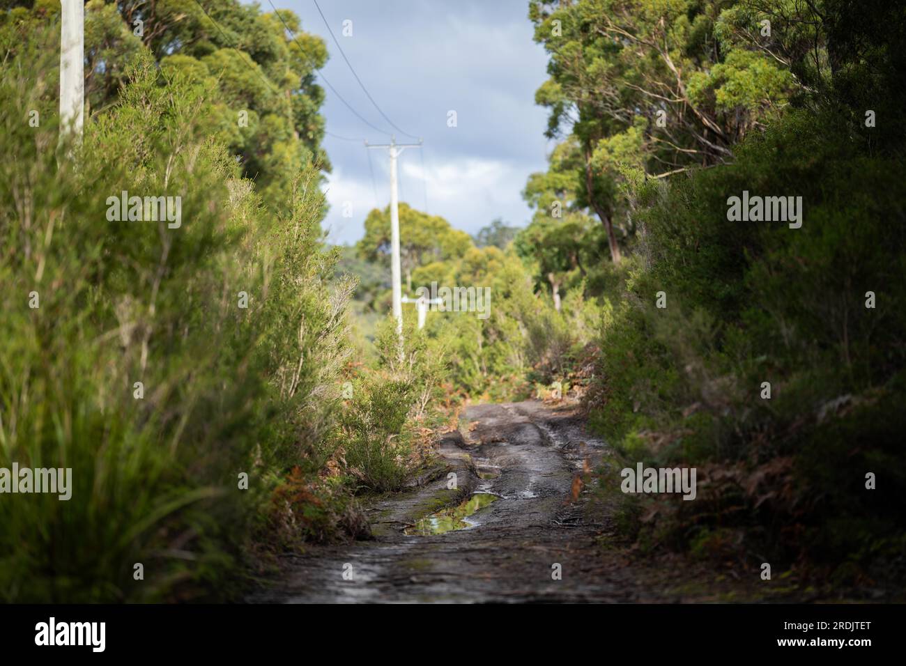 bush trail in the forest, sandy off road track in australia in the ...
