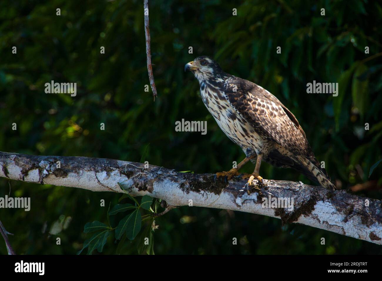 Immature common black hawk, Buteogallus anthracinus, at Coiba Island ...