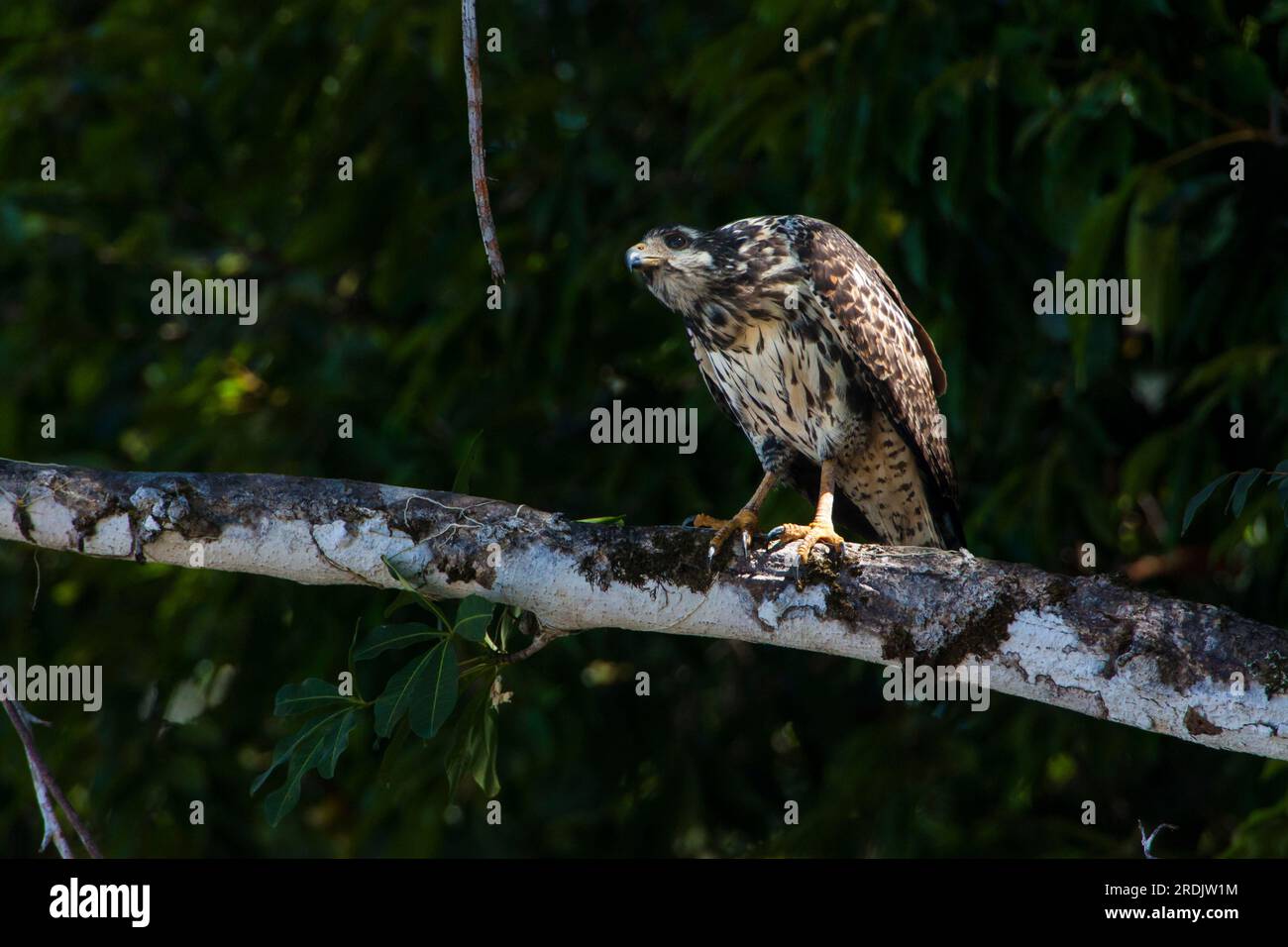 Immature common black hawk, Buteogallus anthracinus, at Coiba Island ...
