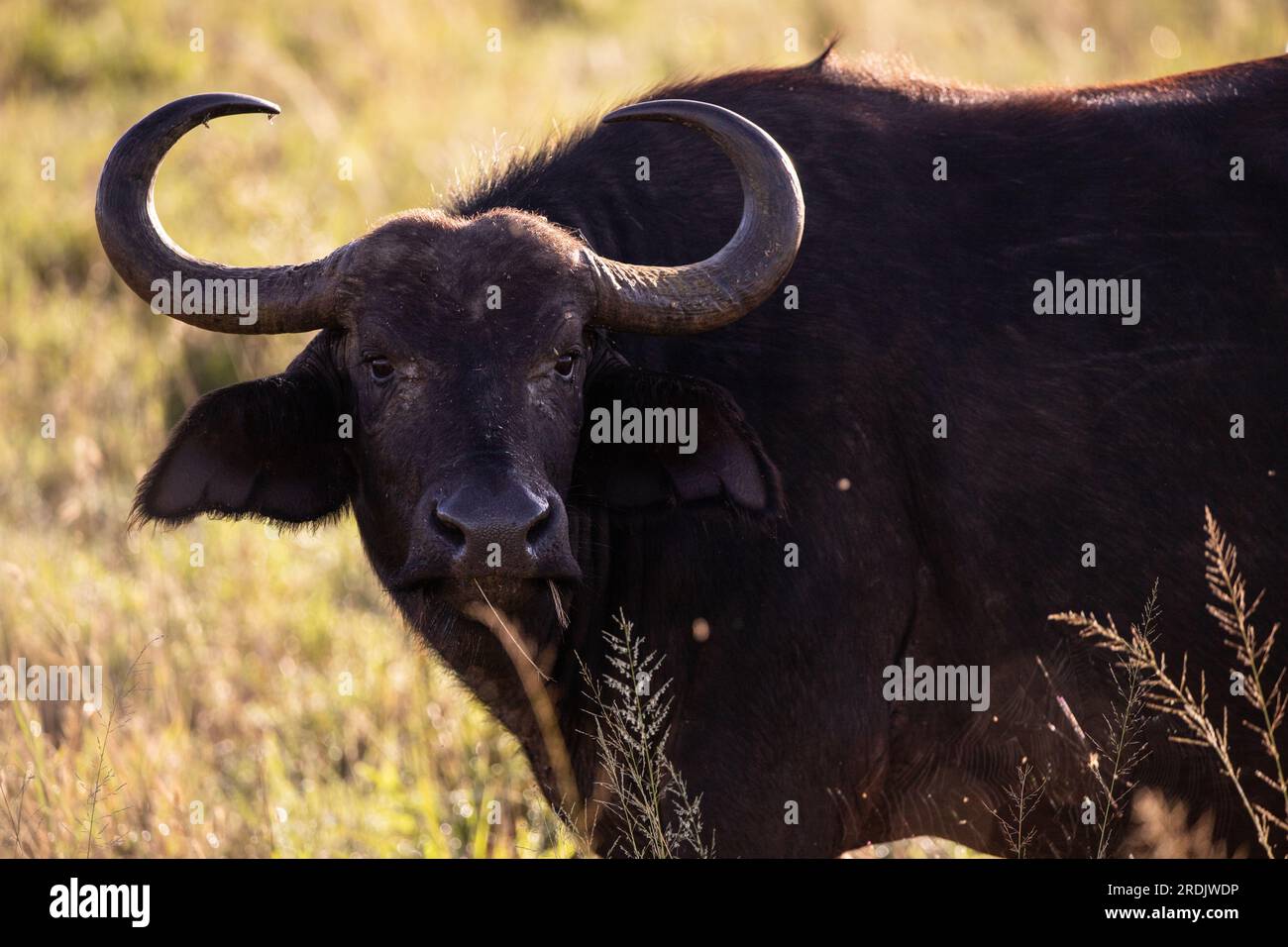 African buffalo herd eating grass hi-res stock photography and images ...