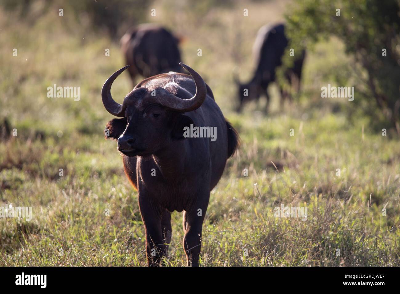 Water buffalo, bovidae, Bovidaeam, photographed on a safari in the ...