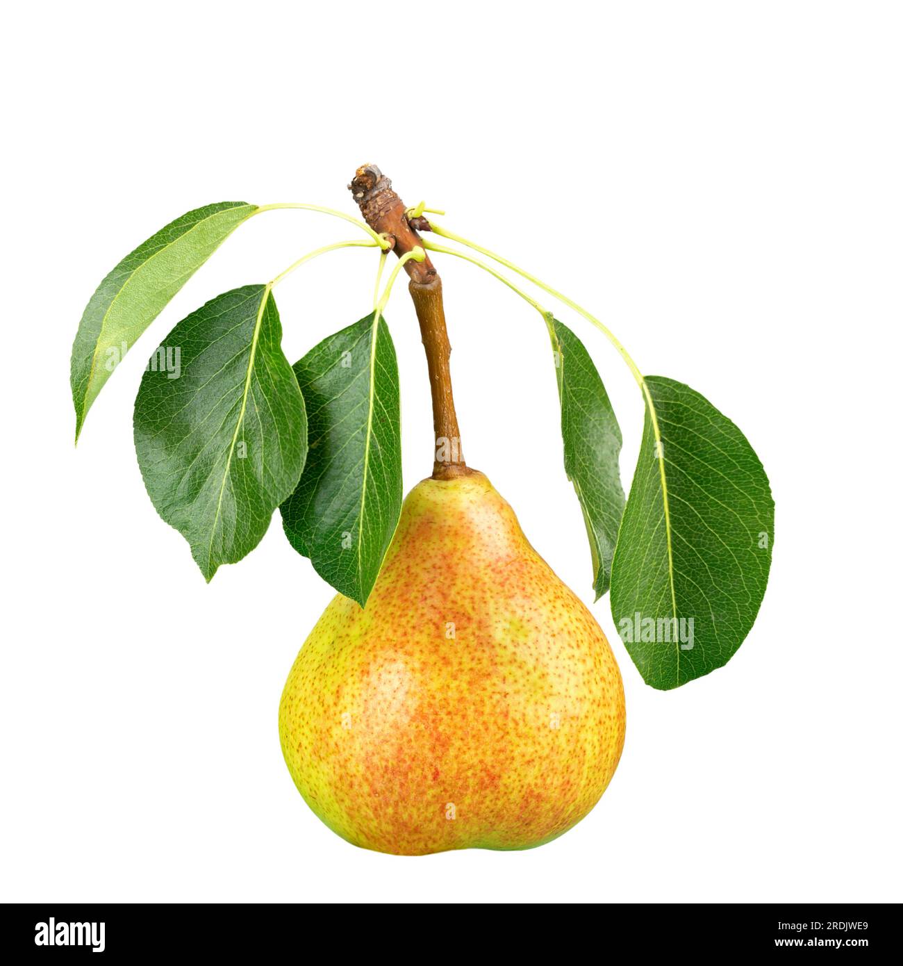Fresh pear with leaf, Isolated on white background. Organic fresh pear ...