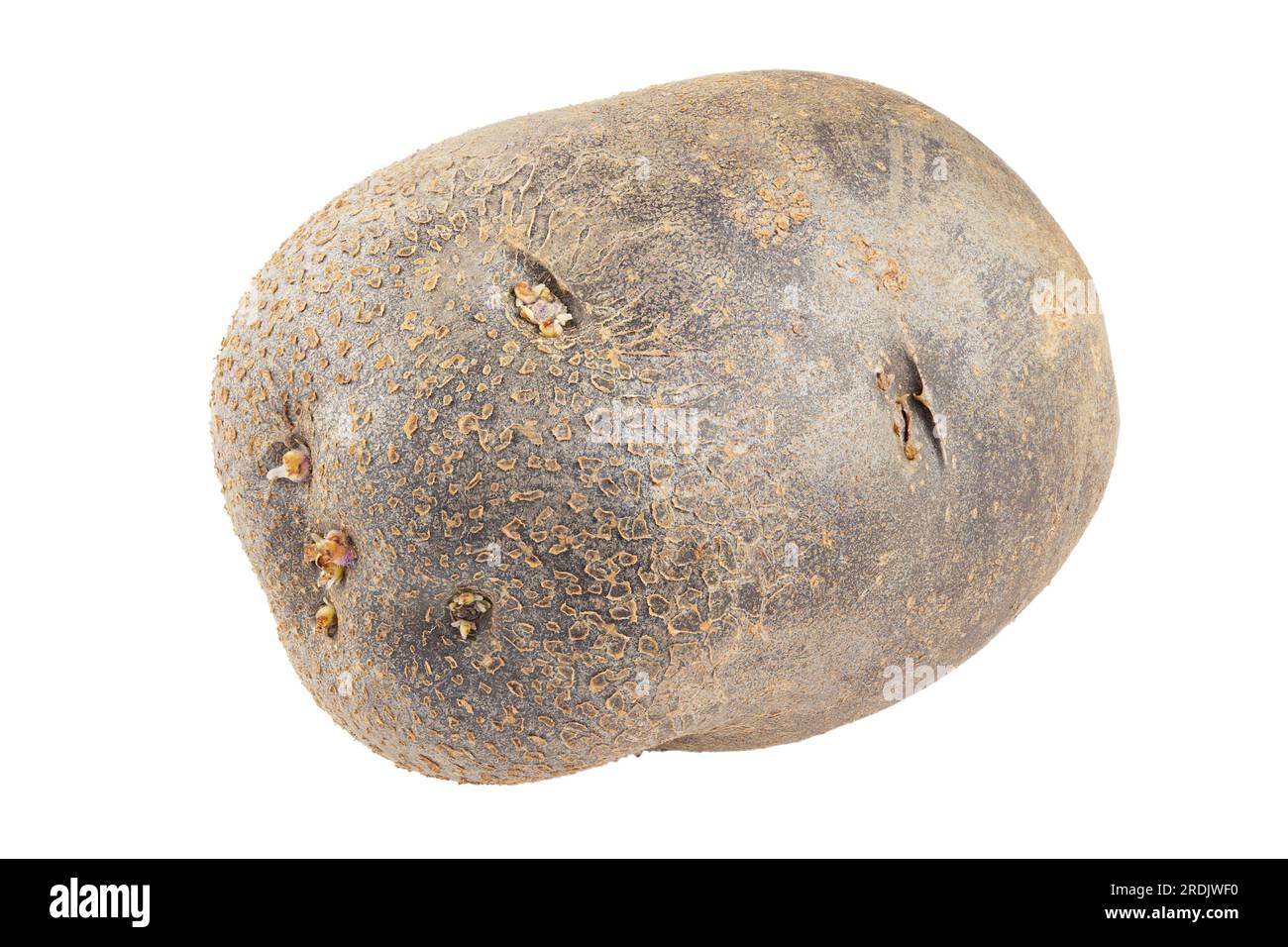 One raw potato, unpeeled. Isolated on a white background. File contains ...