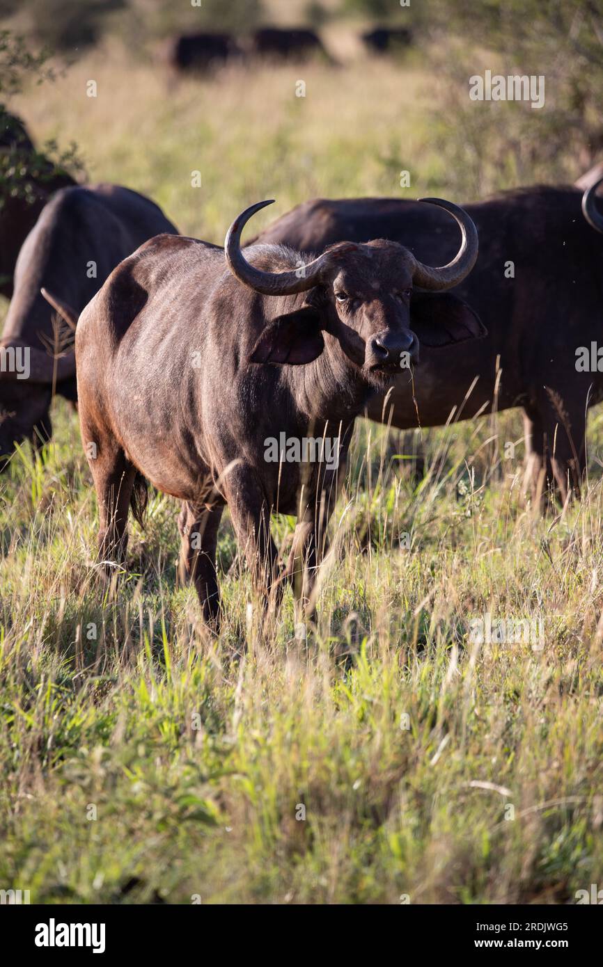 Green savanna africa animals hi-res stock photography and images - Alamy