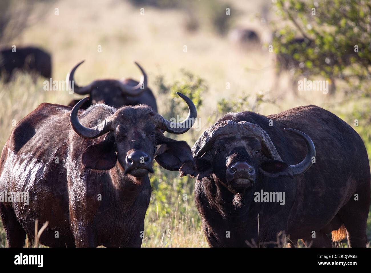Water buffalo, bovidae, Bovidaeam, photographed on a safari in the ...