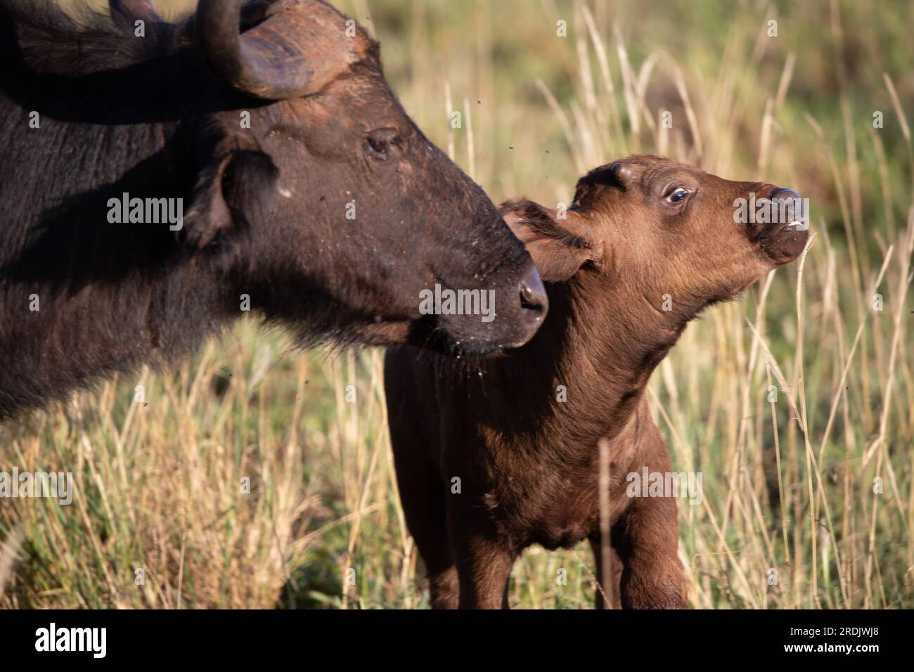 Water buffalo, bovidae, Bovidaeam, photographed on a safari in the ...