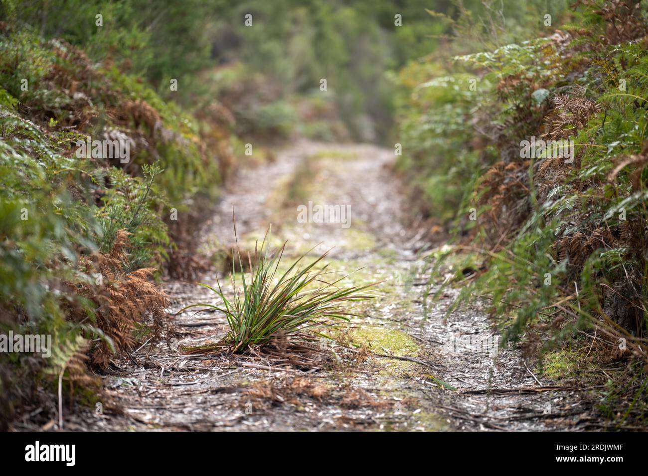 bush trail in the forest, sandy off road track in australia in the ...