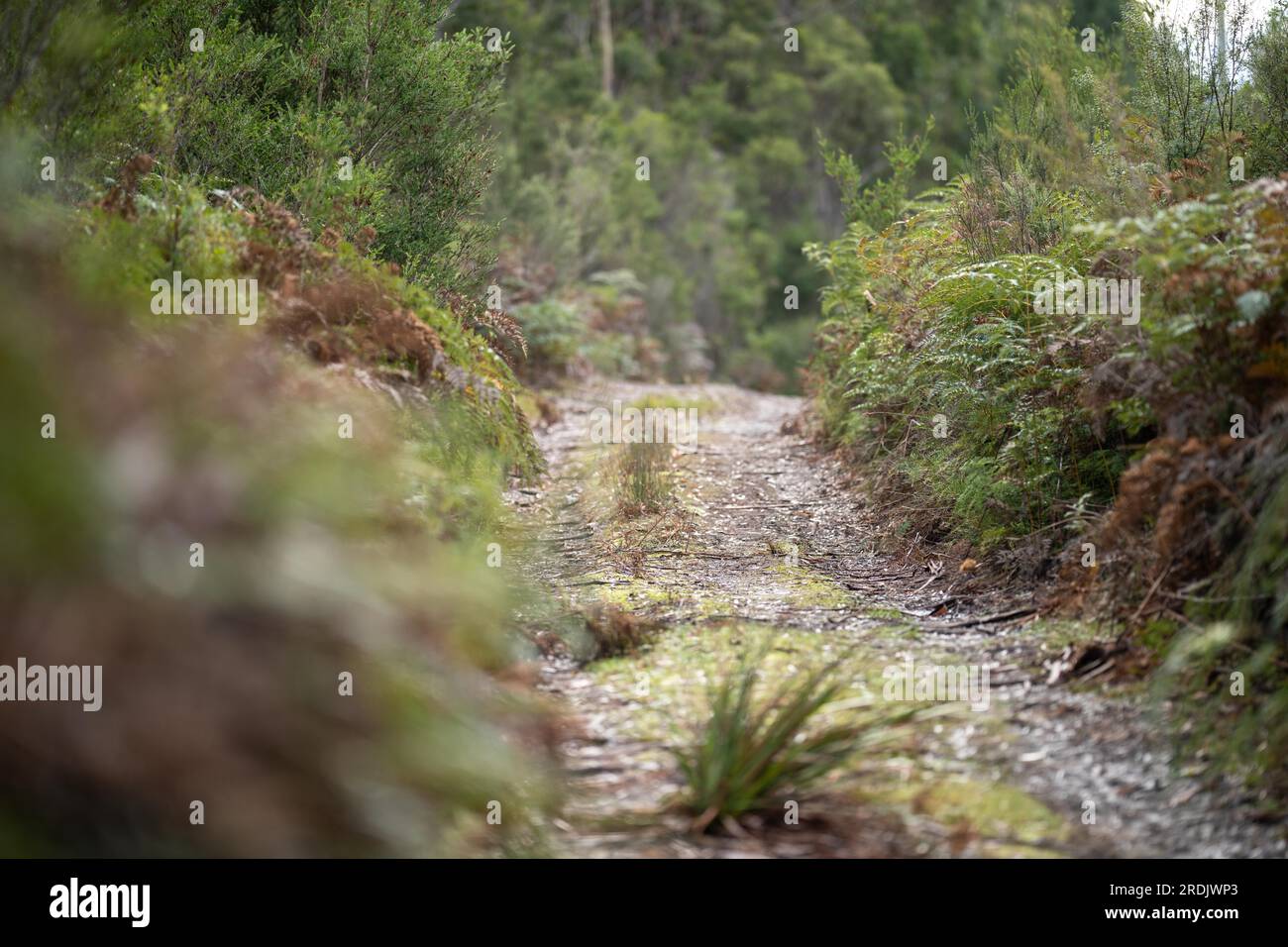 bush trail in the forest, sandy off road track in australia in the ...
