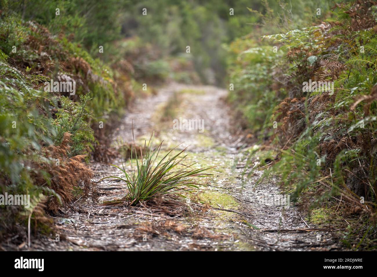 bush trail in the forest, sandy off road track in australia in the ...