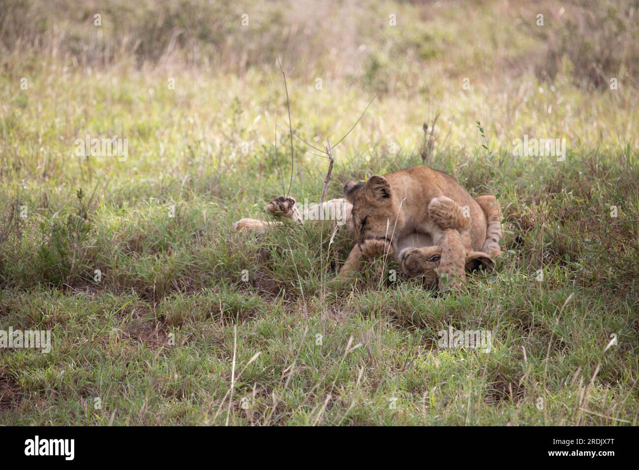 Lion family in Kenya, savanna. Big lioness, lion mom with children in a ...