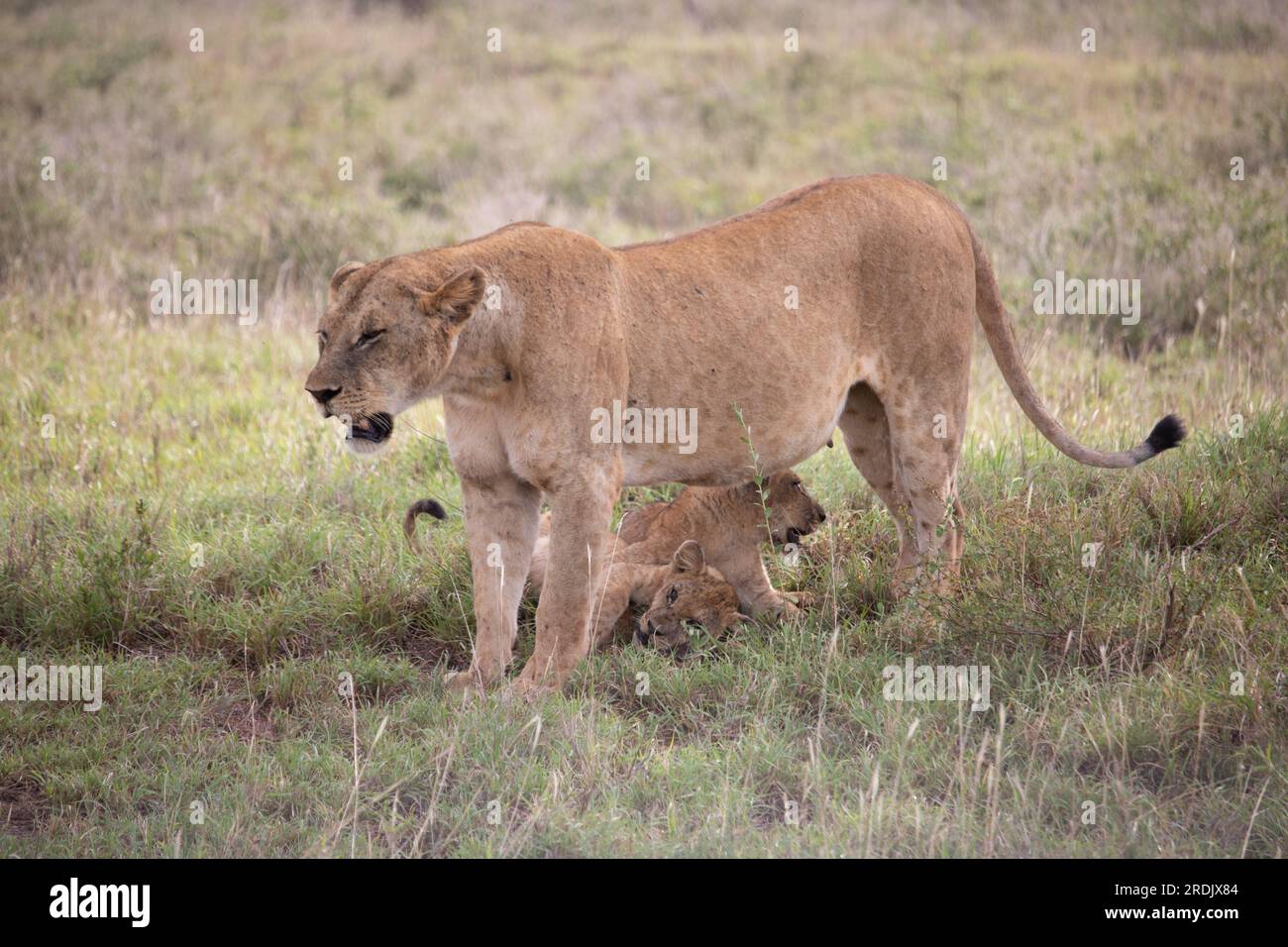 Lion family in Kenya, savanna. Big lioness, lion mom with children in a ...