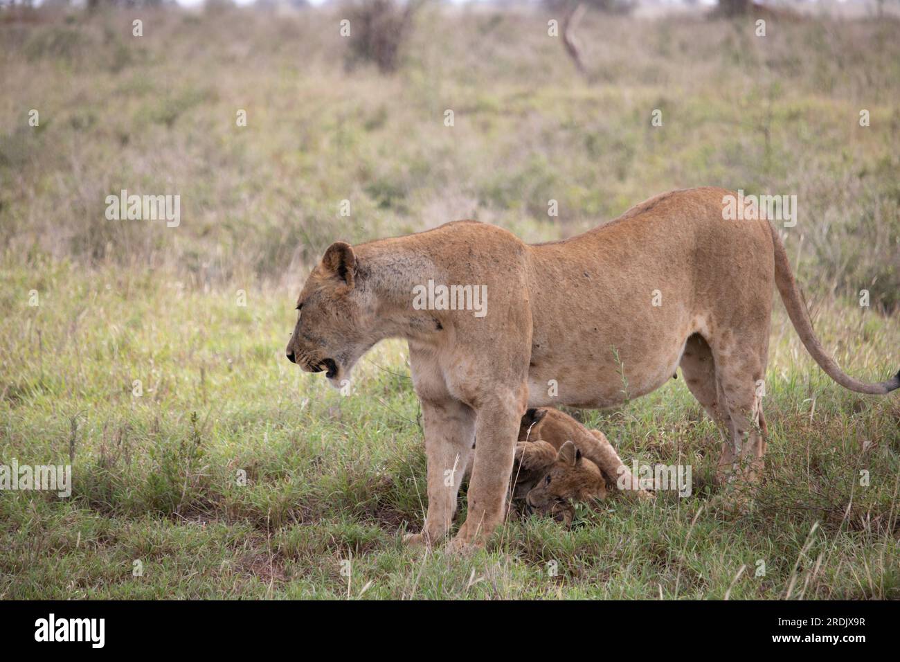 Lion family in Kenya, savanna. Big lioness, lion mom with children in a ...