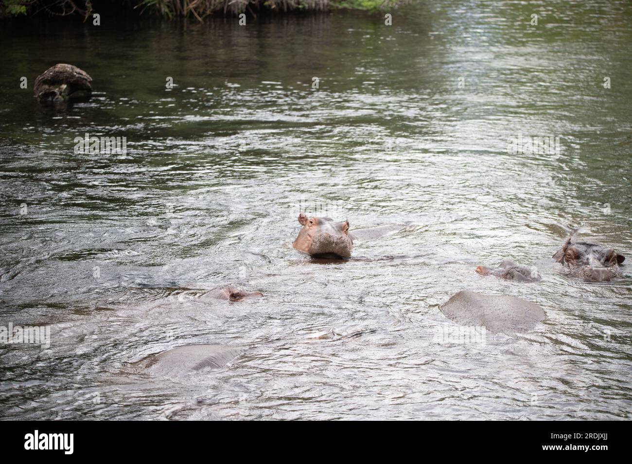 Large herd hippopotamus common hi-res stock photography and images - Alamy