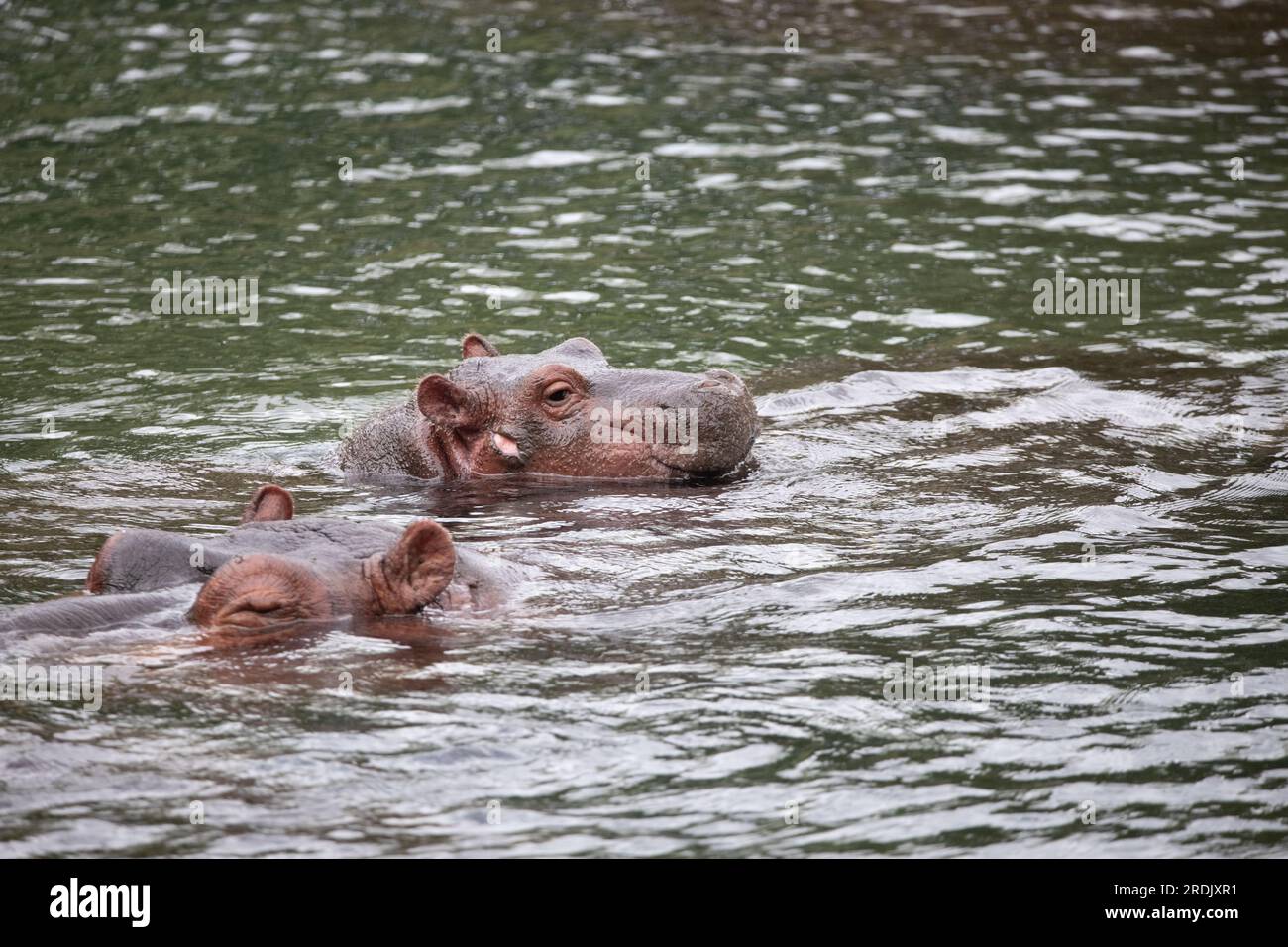 Hippopotamuses in the water. Hippos in Kenya chill in a river. Safari ...