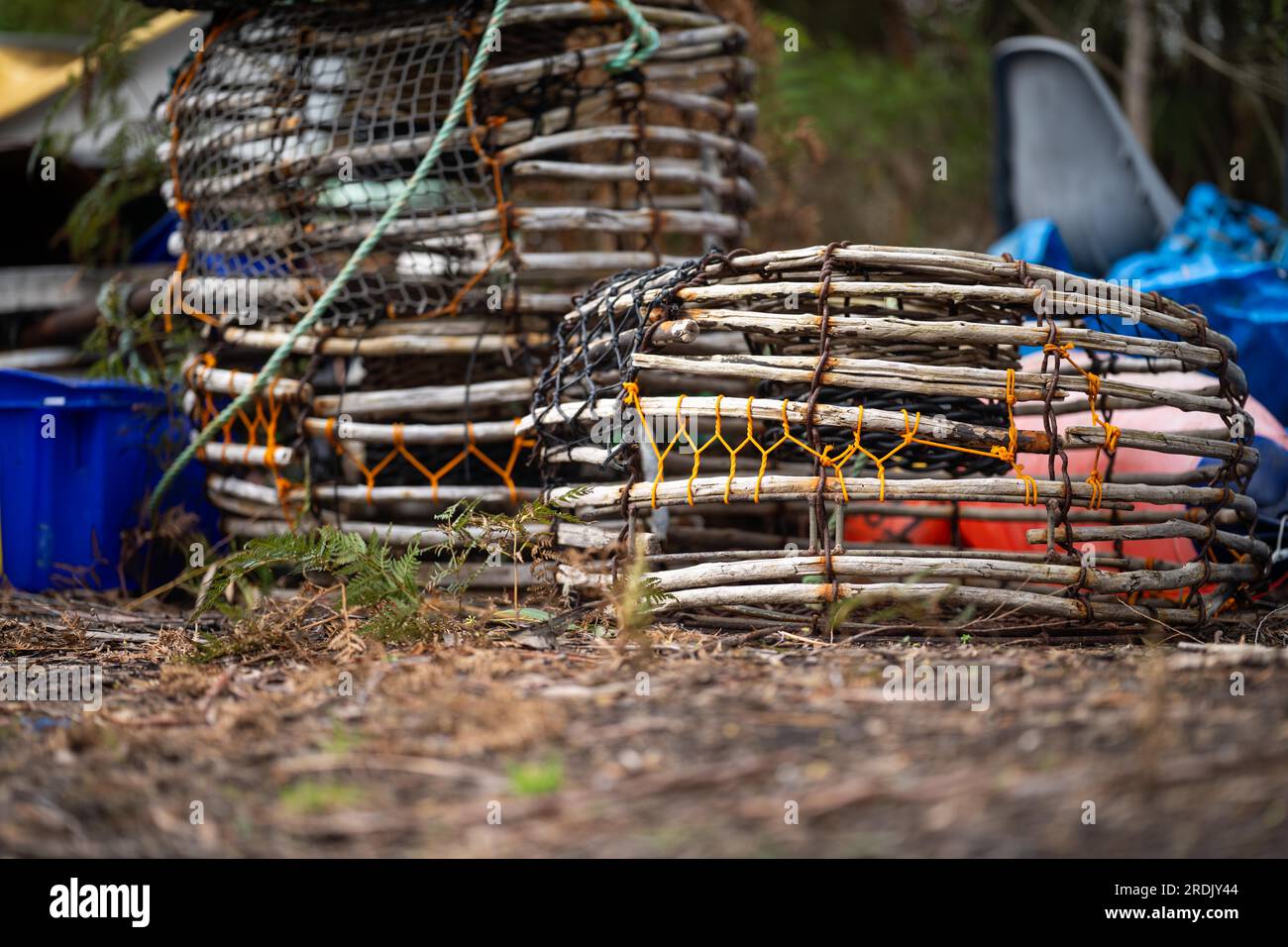 Australian lobsters hi-res stock photography and images - Alamy