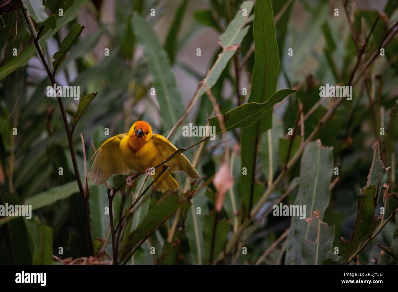 The weaver birds (Ploceidae) from Africa, also known as Widah finches ...