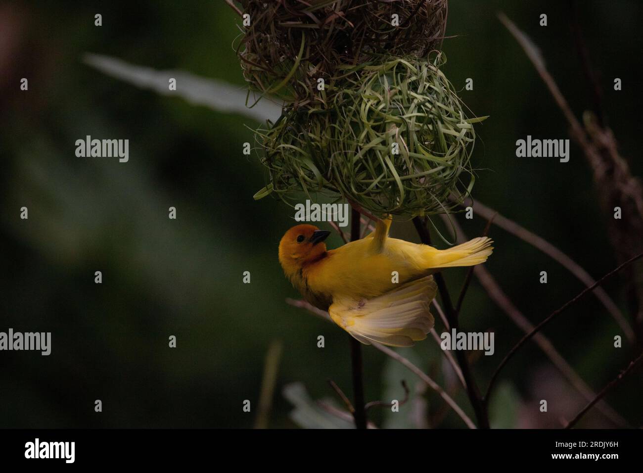 The weaver birds (Ploceidae) from Africa, also known as Widah finches ...