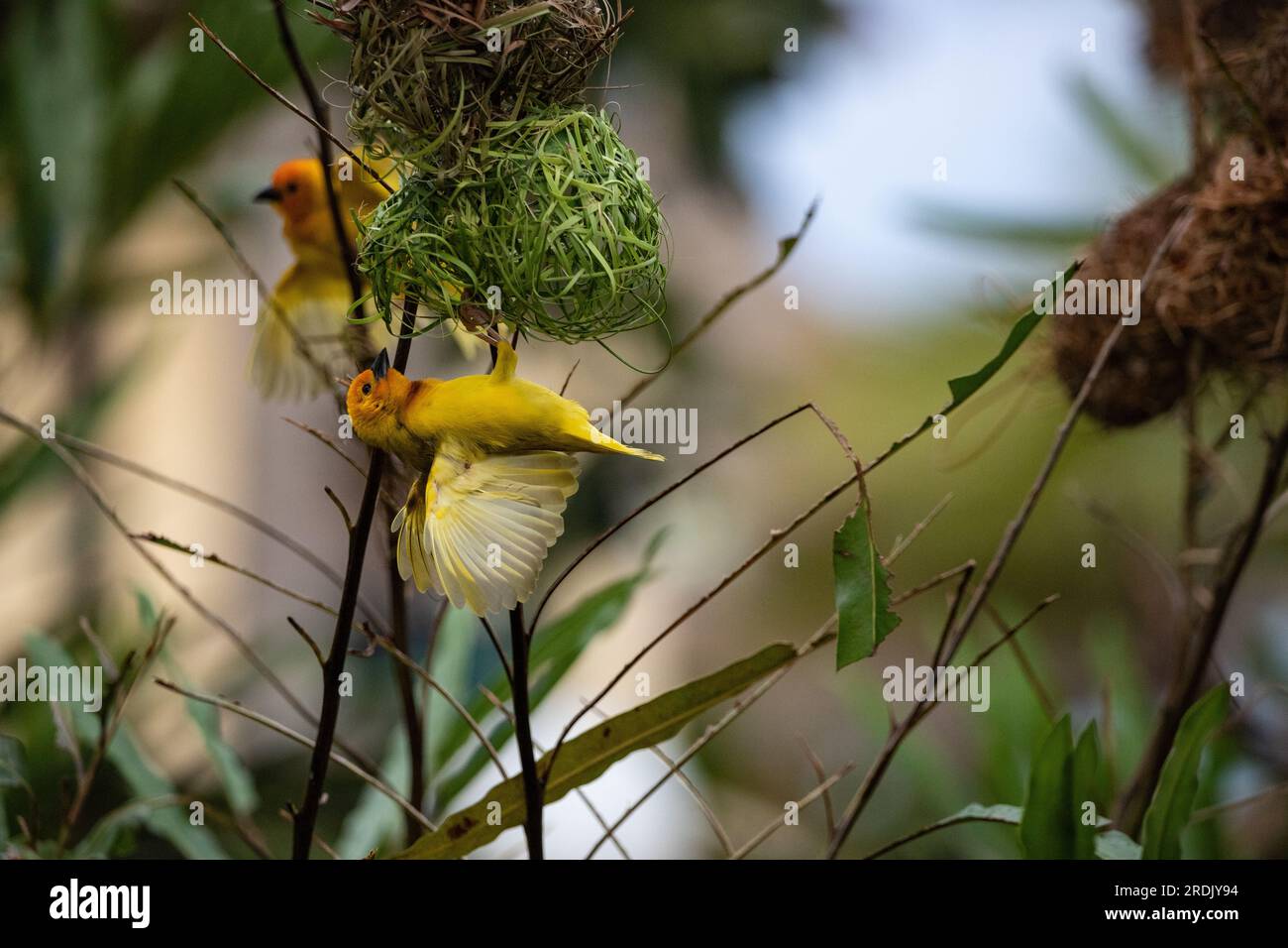 The weaver birds (Ploceidae) from Africa, also known as Widah finches ...