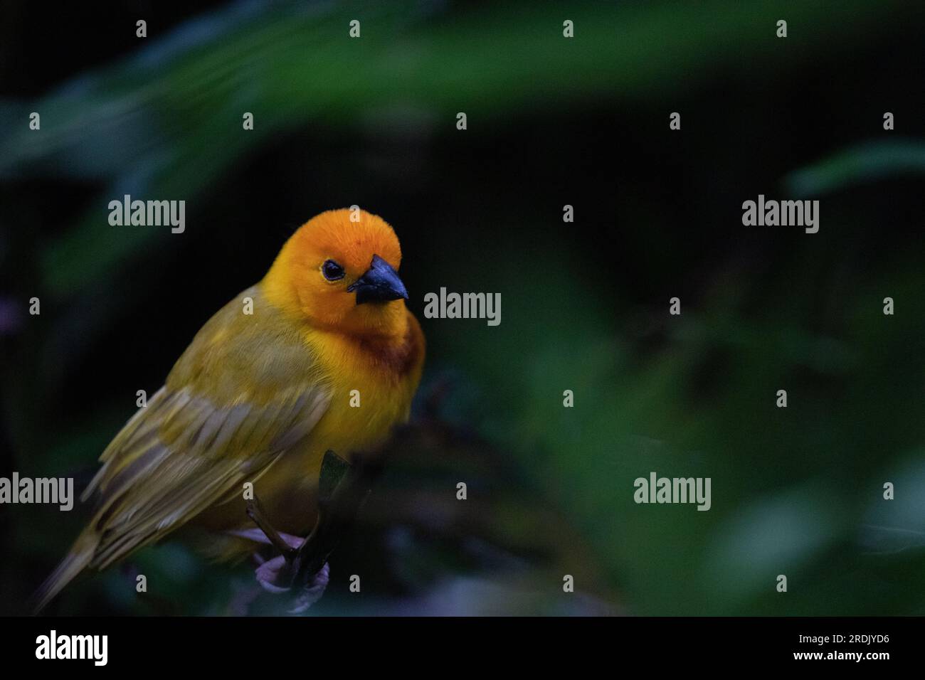 The weaver birds (Ploceidae) from Africa, also known as Widah finches ...