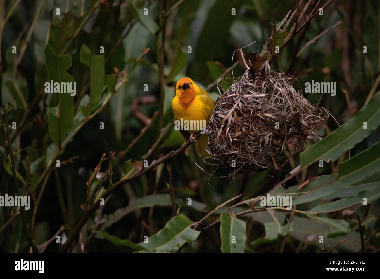 The weaver birds (Ploceidae) from Africa, also known as Widah finches ...