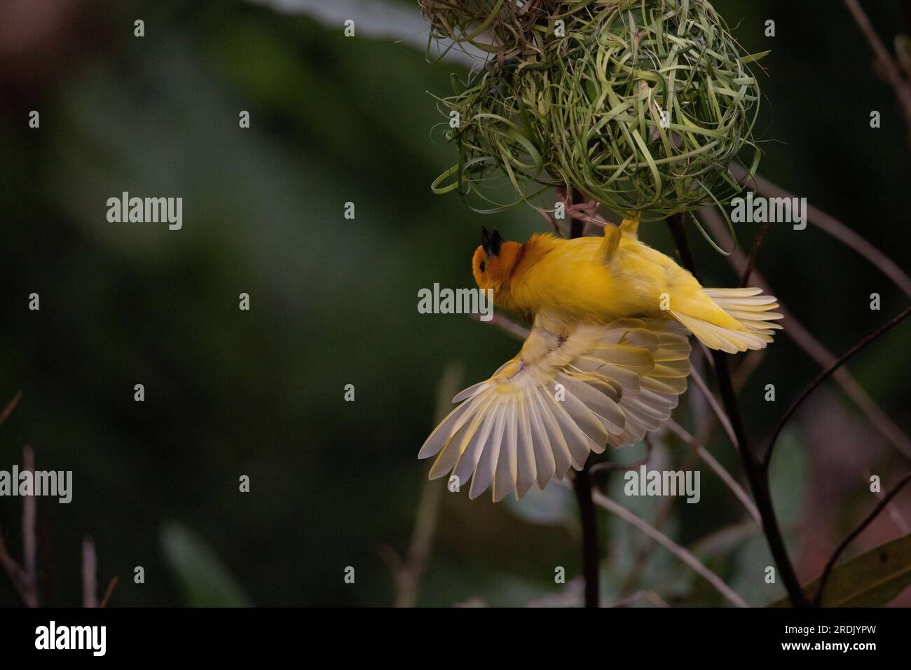 The weaver birds (Ploceidae) from Africa, also known as Widah finches ...