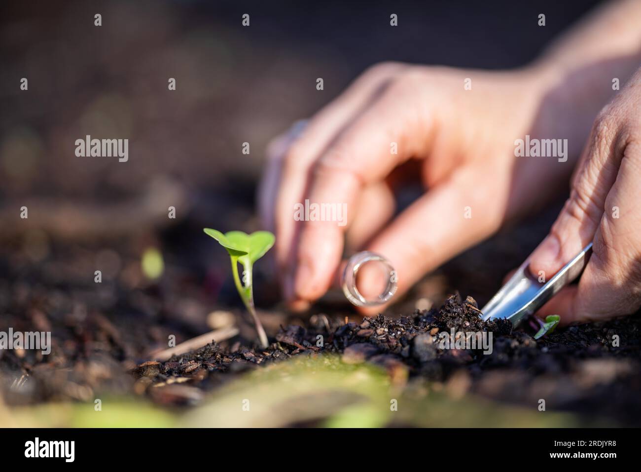taking a soil sample for a soil test in a field. Testing carbon ...