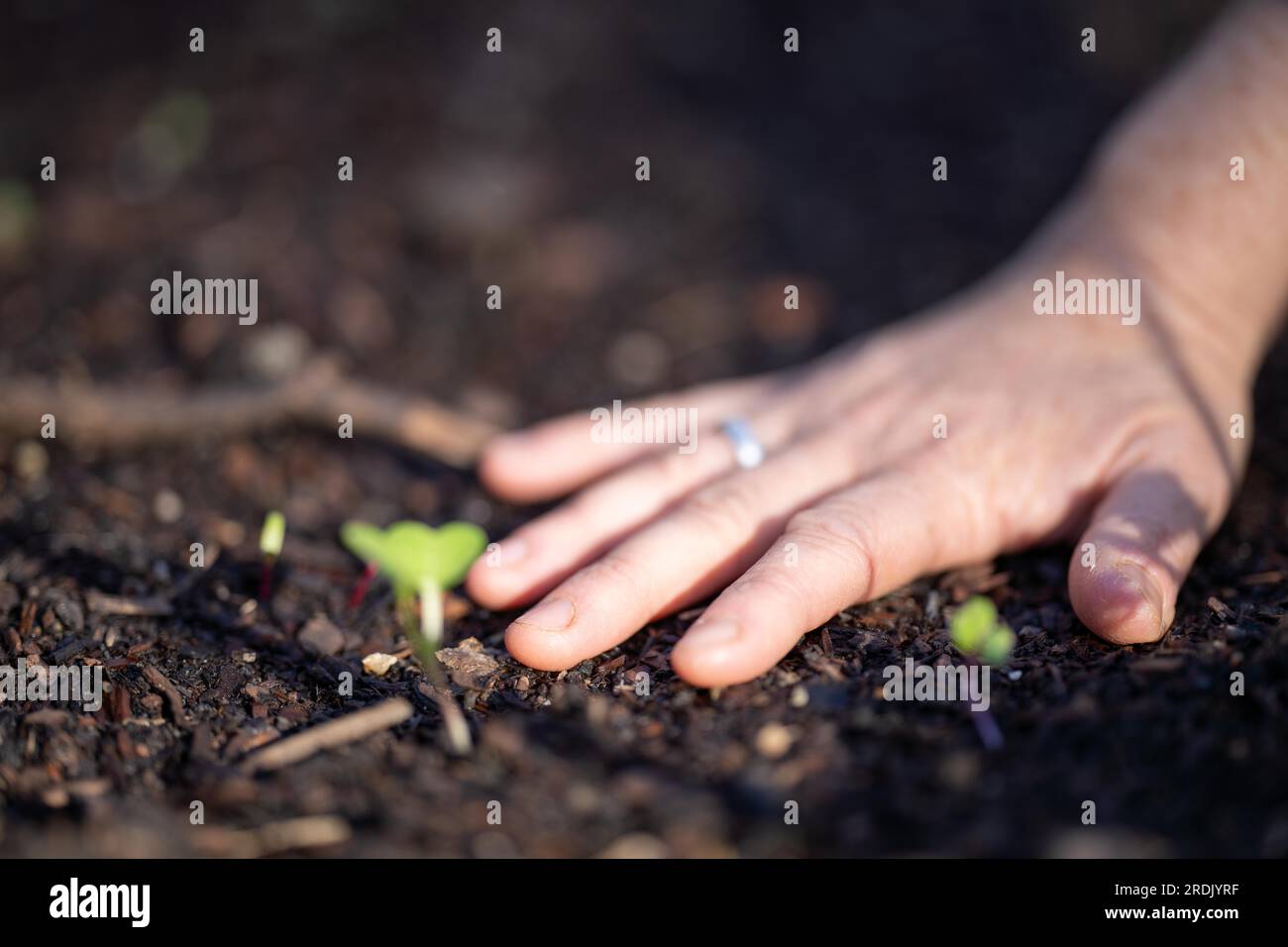 taking a soil sample for a soil test in a field. Testing carbon ...