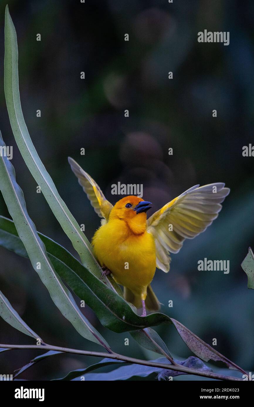 The weaver birds (Ploceidae) from Africa, also known as Widah finches ...