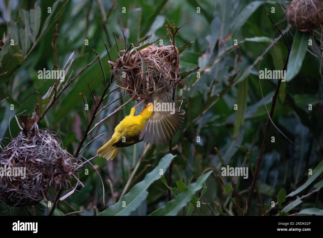 The weaver birds (Ploceidae) from Africa, also known as Widah finches ...