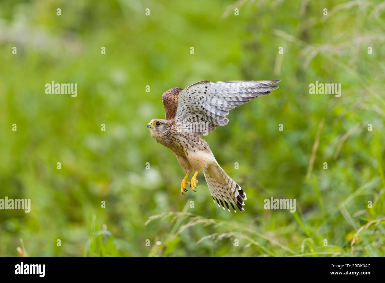 Female kestrels hi-res stock photography and images - Alamy
