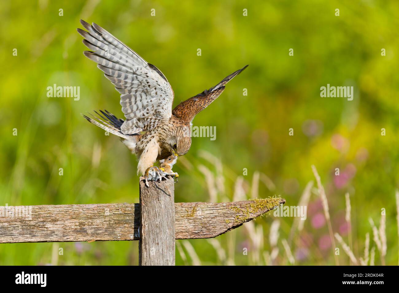 Common kestrel Falco tinnunculus, adult female perched on post feeding ...
