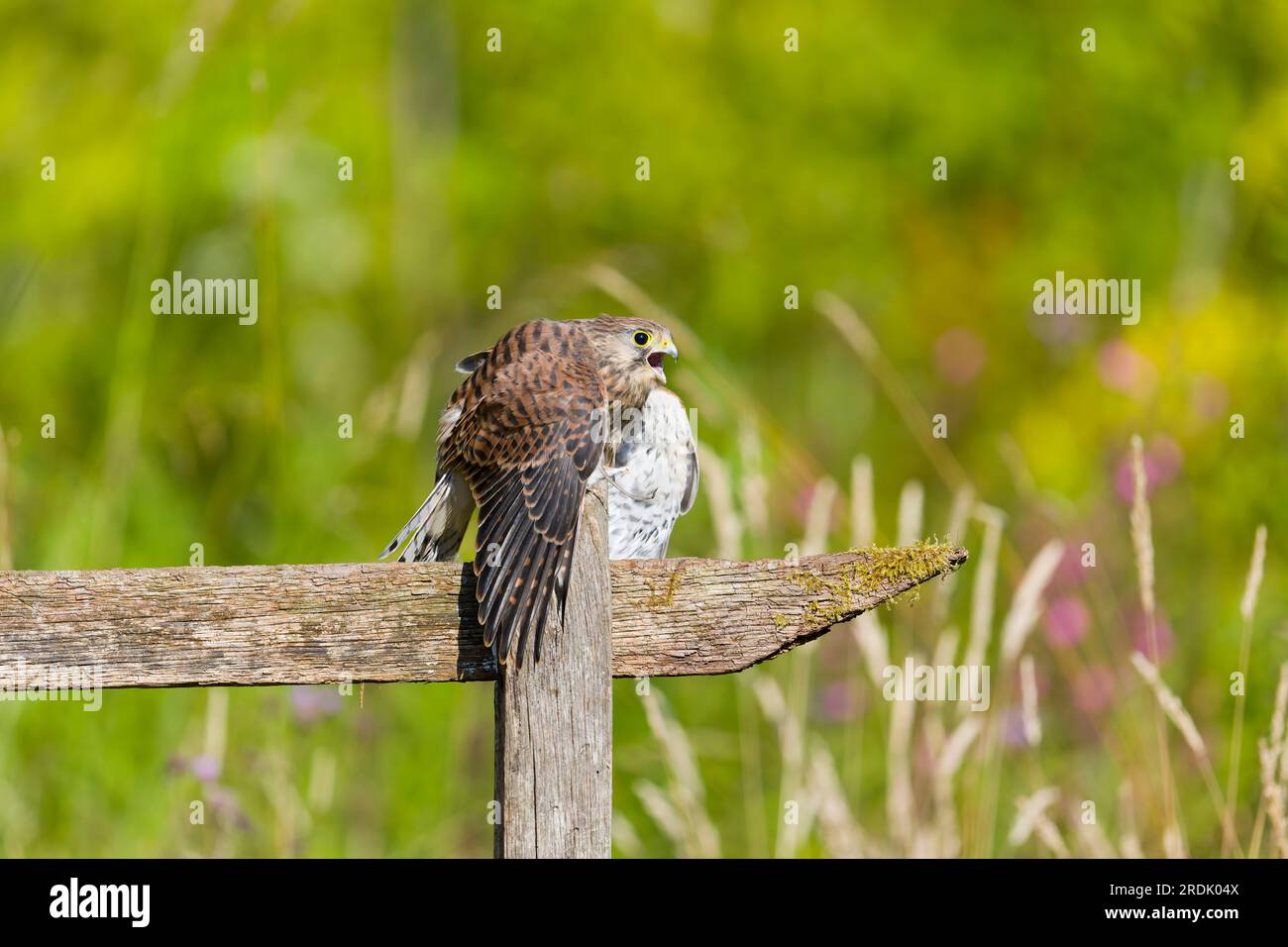 Common kestrel Falco tinnunculus, juvenile perched on post mantling ...