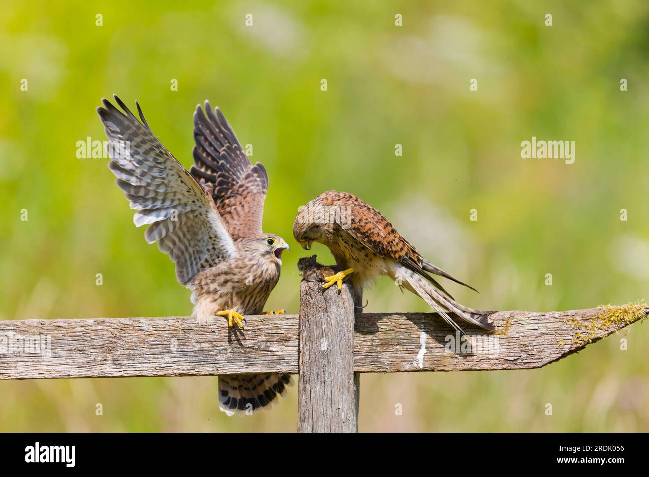 Common kestrel Falco tinnunculus, juvenile and adult female perched on ...