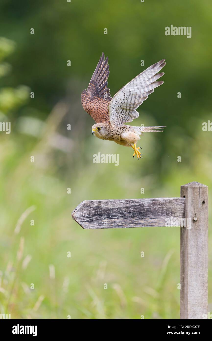 Female common kestrels hi-res stock photography and images - Alamy