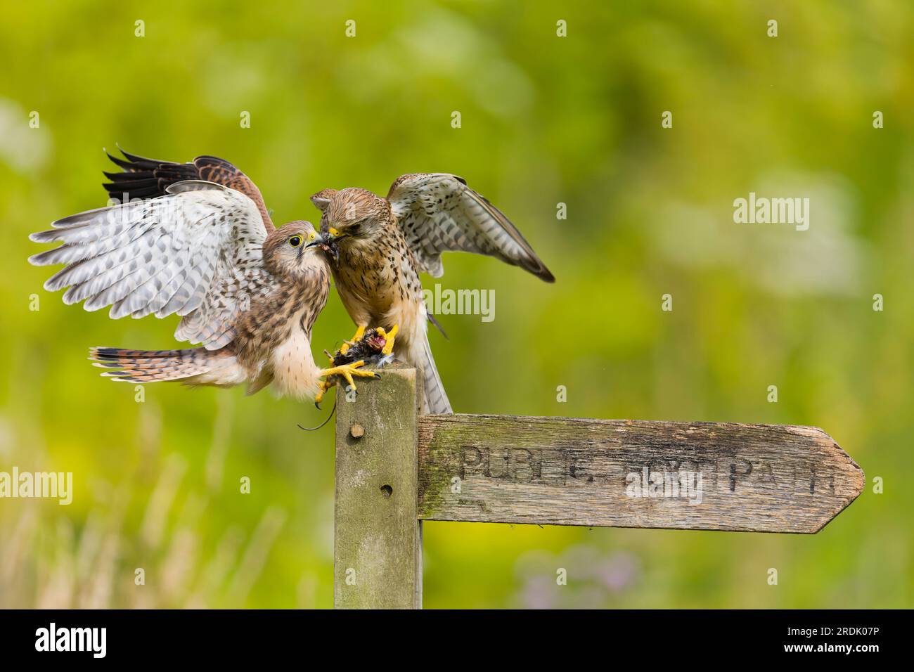 Common kestrel Falco tinnunculus, juvenile and adult female perched on ...