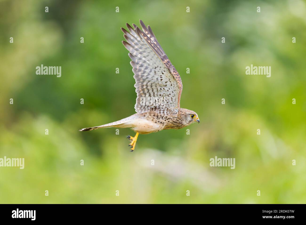 Common kestrel Falco tinnunculus, adult female flying, Suffolk, England ...