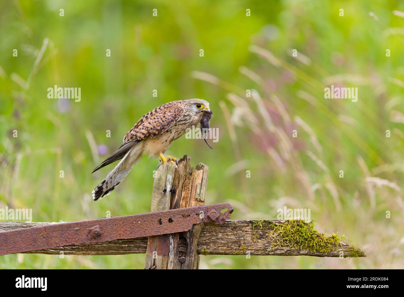 With common shrew sorex araneus prey in beak hi-res stock photography ...