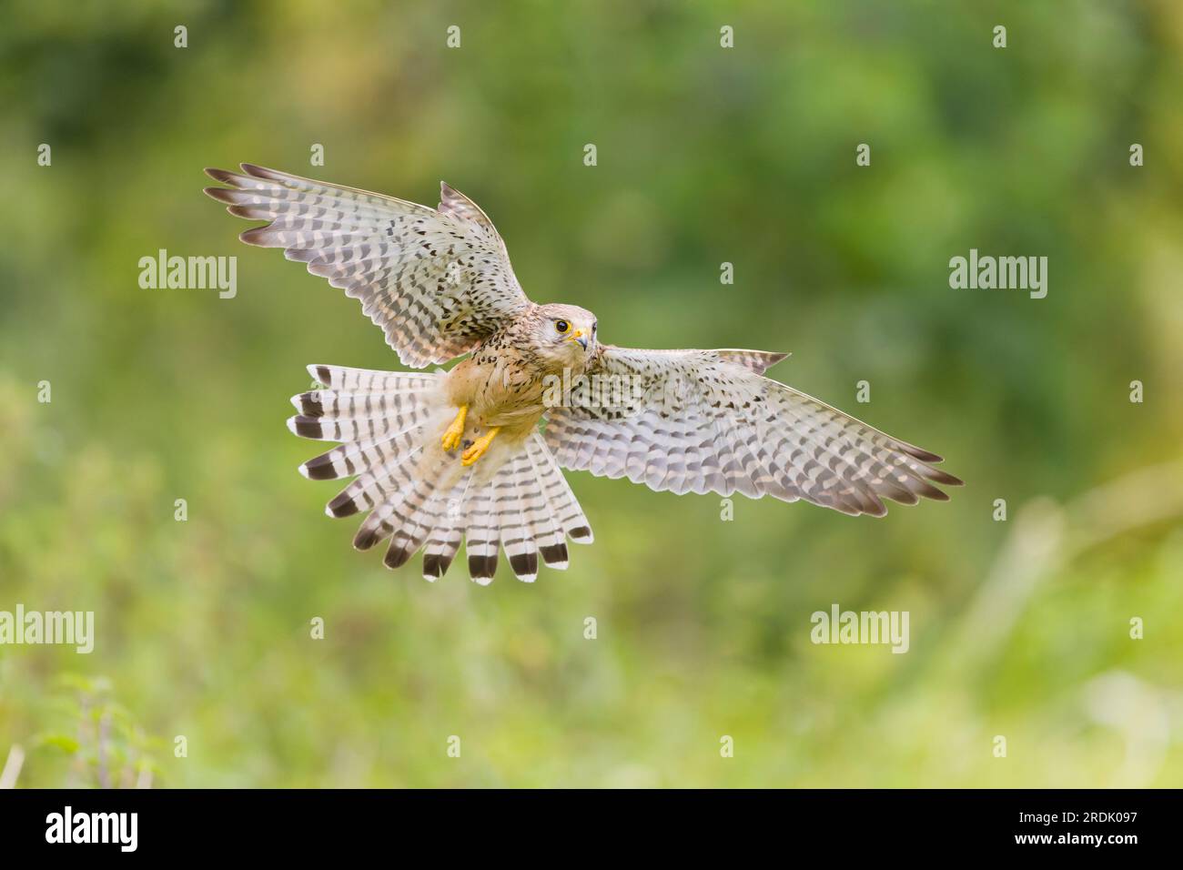 Common kestrel Falco tinnunculus, adult female flying, Suffolk, England ...