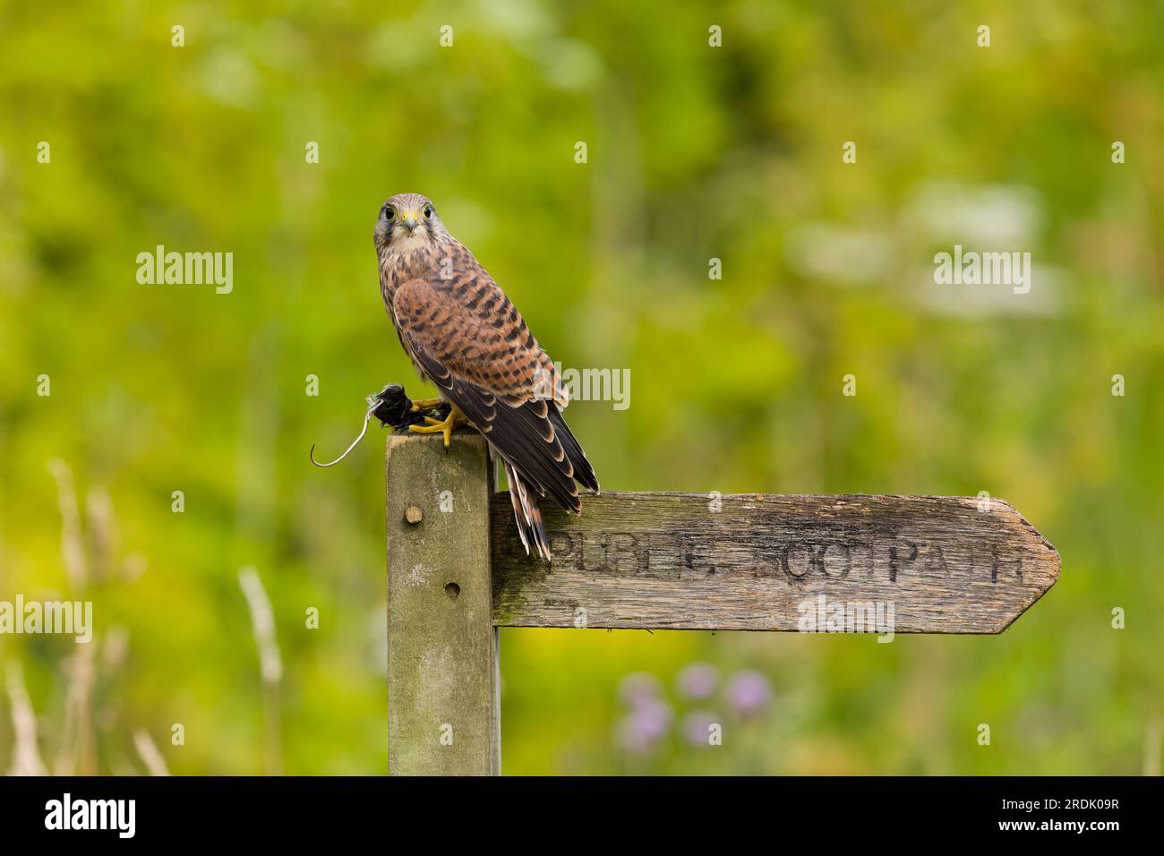 Common kestrel Falco tinnunculus, juvenile perched on sign feeding on ...