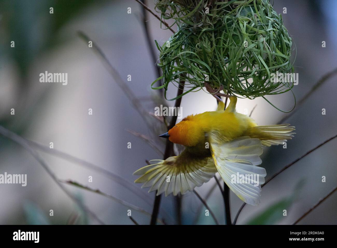 The weaver birds (Ploceidae) from Africa, also known as Widah finches ...