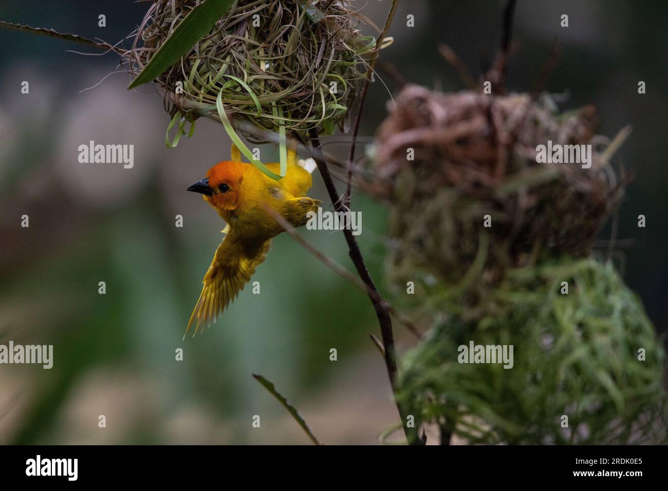 The weaver birds (Ploceidae) from Africa, also known as Widah finches ...