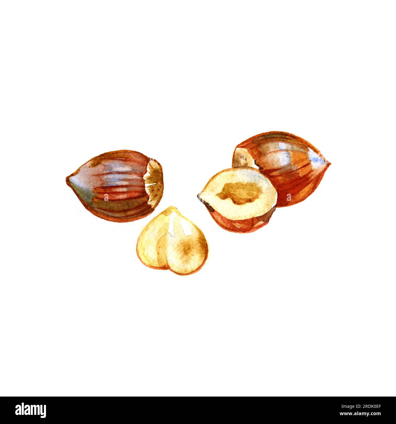 Hand drawn watercolor painting nut on white background. Hazelnut Stock ...