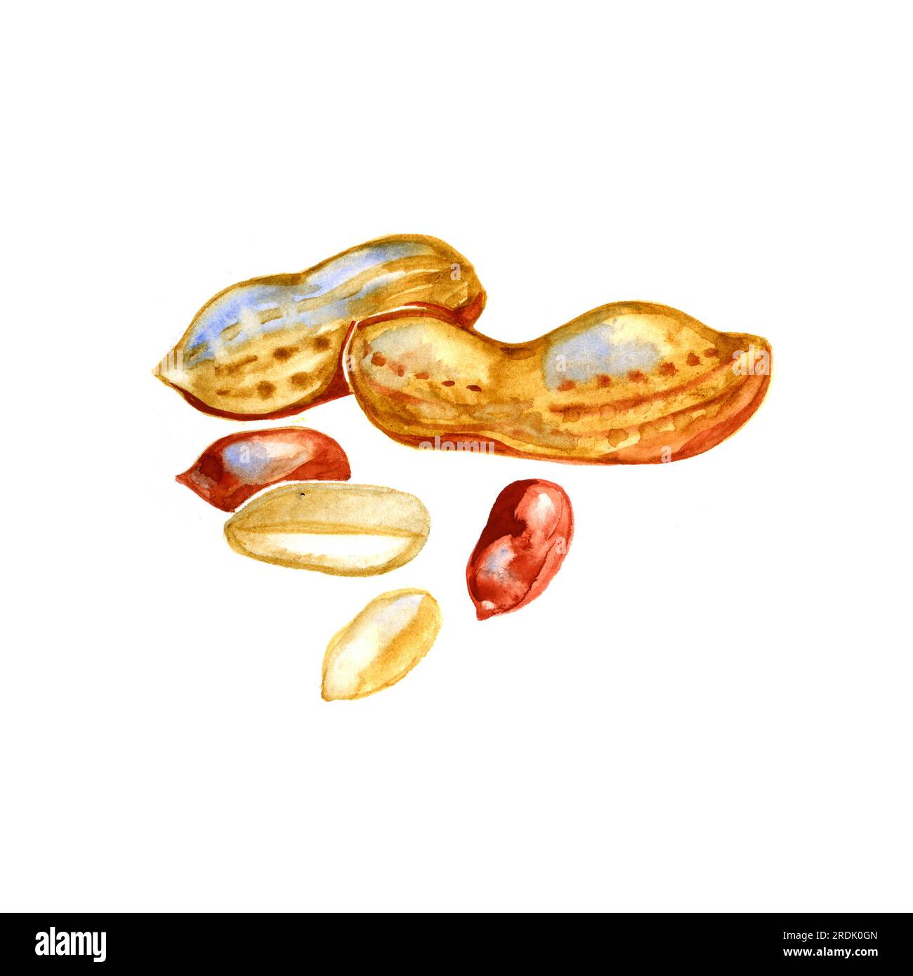 Watercolor image of peanut in nutshell Stock Photo - Alamy