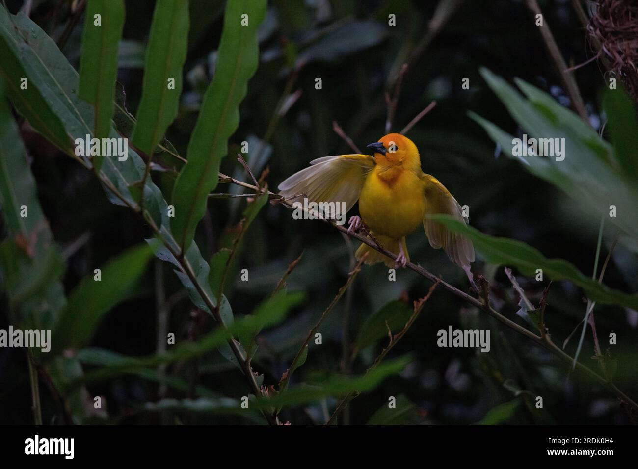 The weaver birds (Ploceidae) from Africa, also known as Widah finches ...